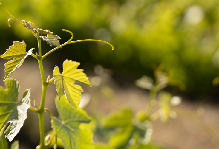 PROTERO – S.C.PANNELL